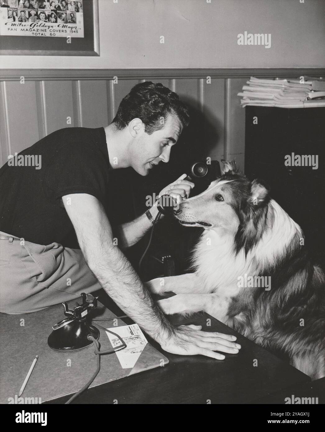 Lassie MGM Dog Actor Stock Photo - Alamy