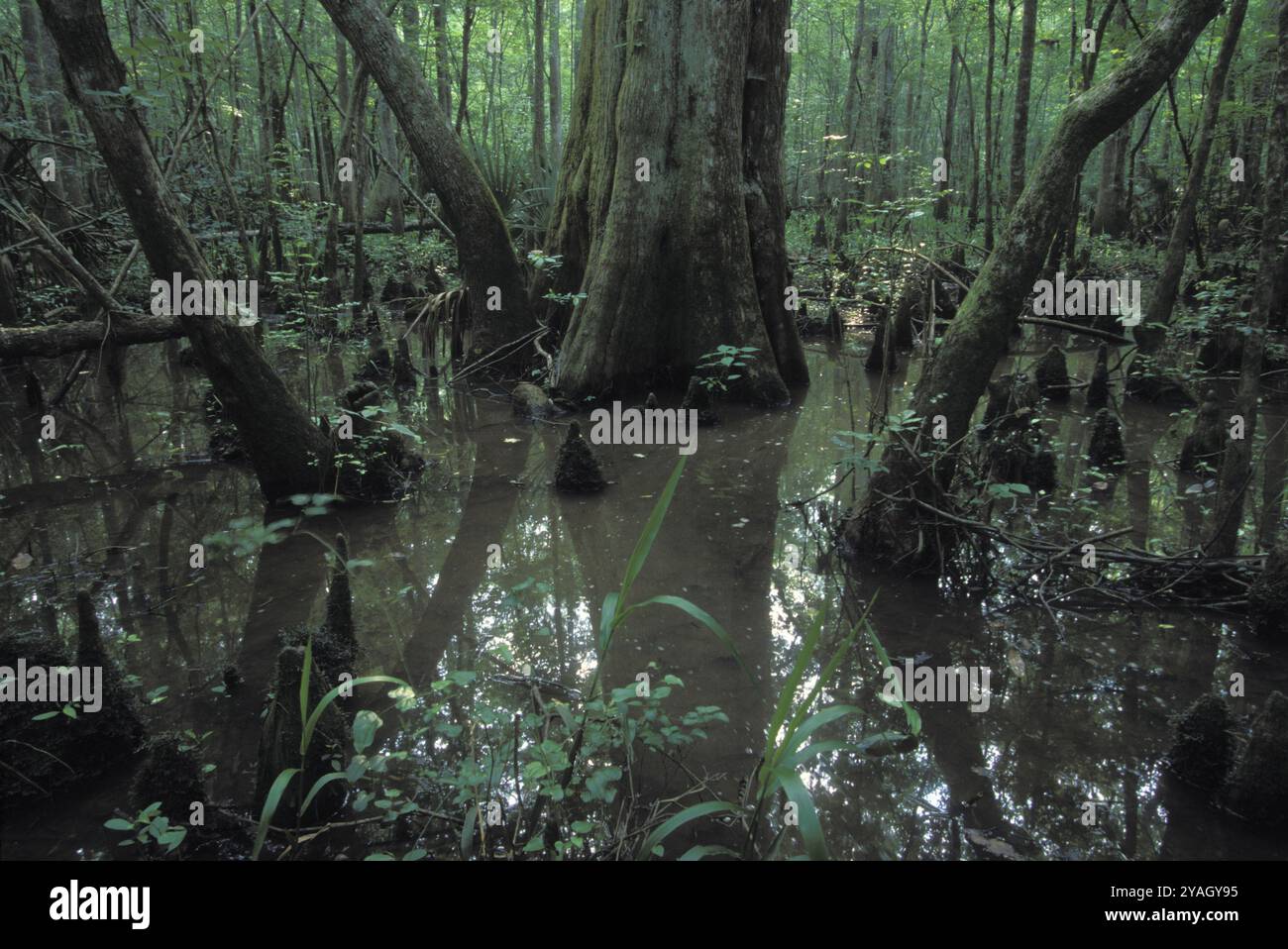 Usa georgia cypress swamp hi-res stock photography and images - Alamy