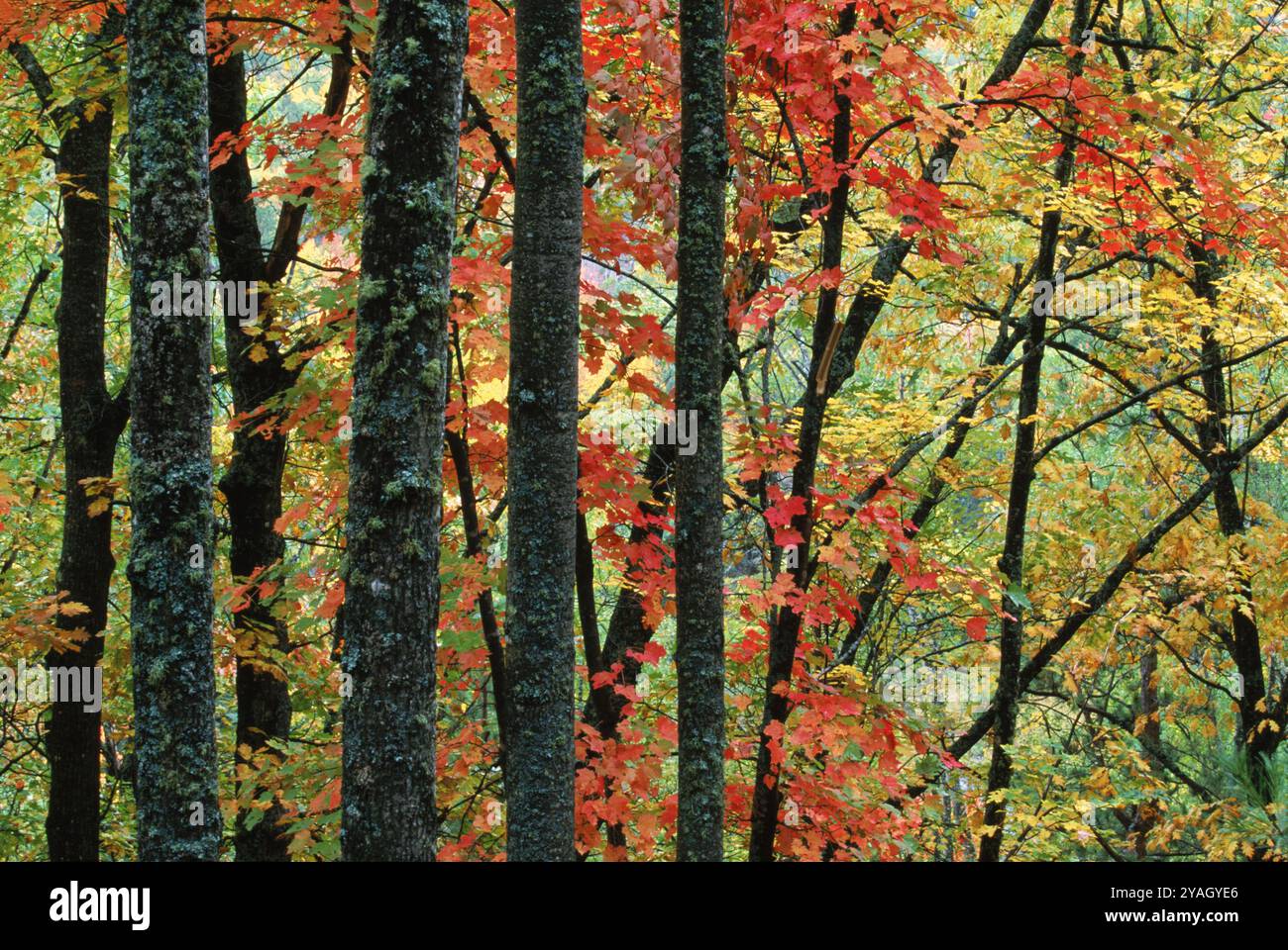 Trees at Ottawa National Forest, Ottawa, Canada Stock Photo - Alamy