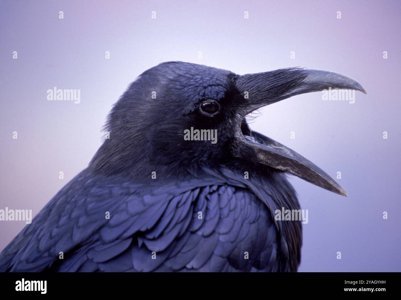Death the raven hi-res stock photography and images - Alamy