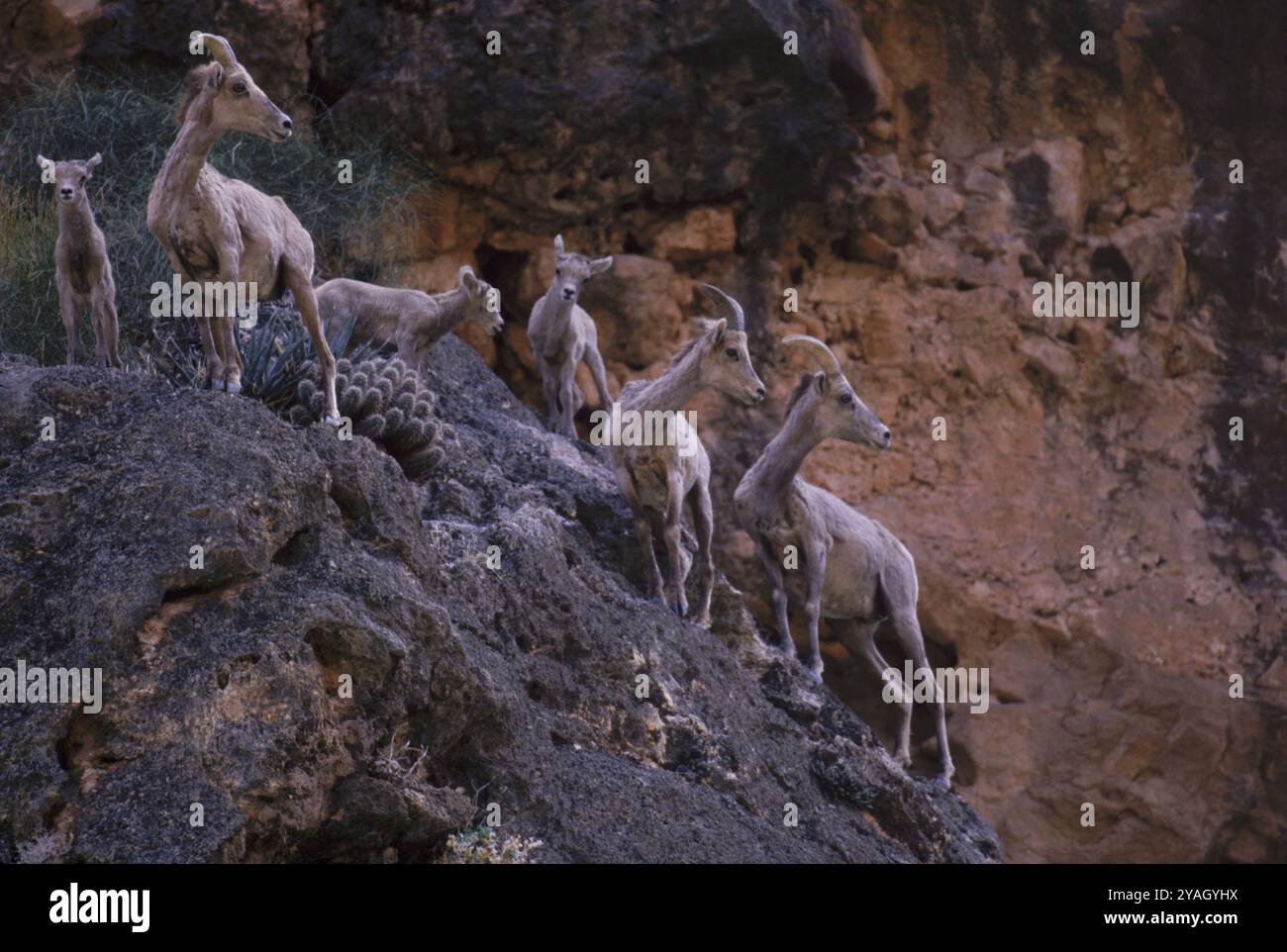 Grand Canyon, wildlife Stock Photo - Alamy