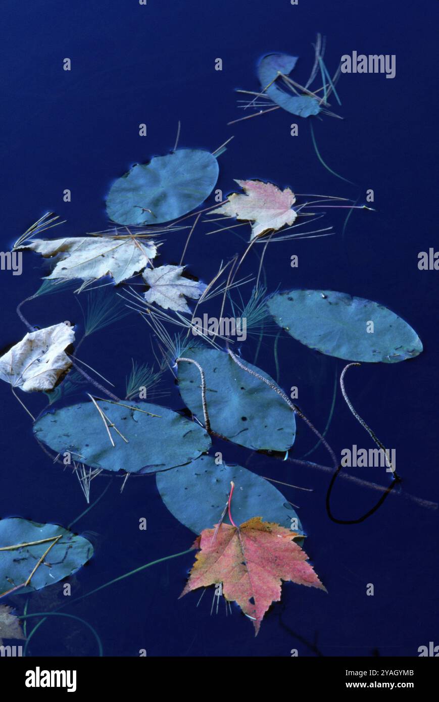 Chequamegon hi-res stock photography and images - Alamy