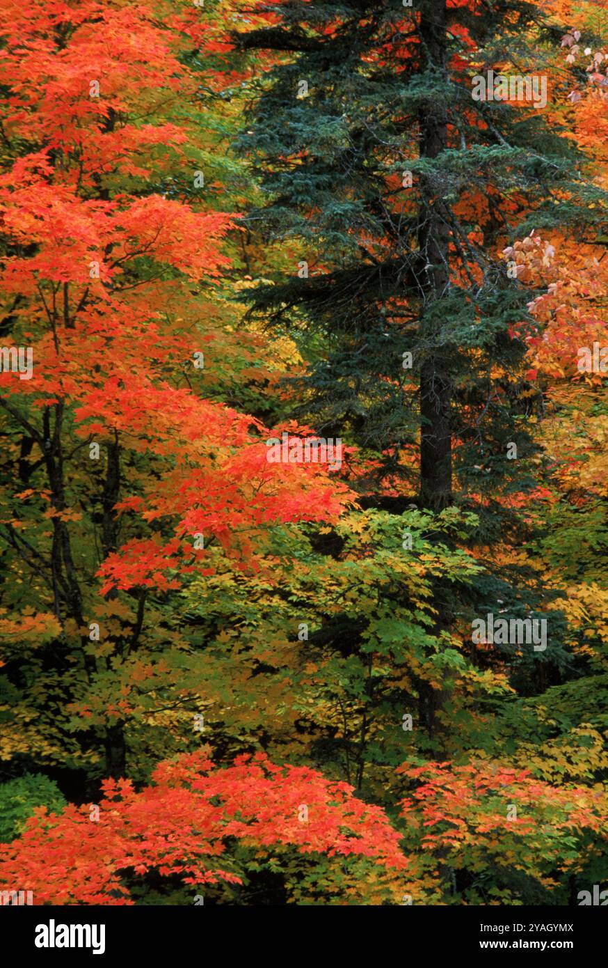 Ottawa national forest hi-res stock photography and images - Alamy