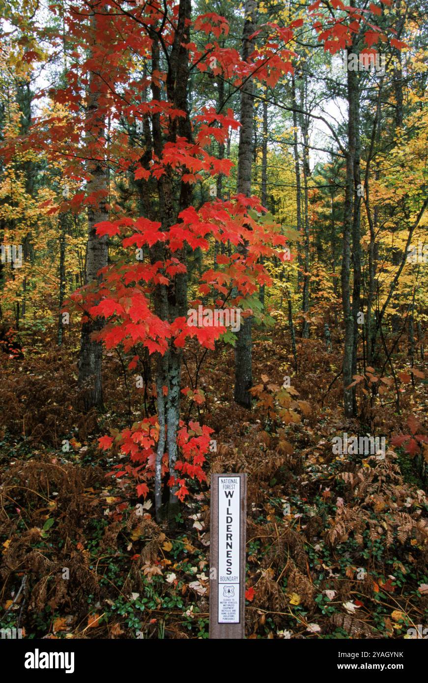 Ottawa National Forest, MI USA Stock Photo - Alamy