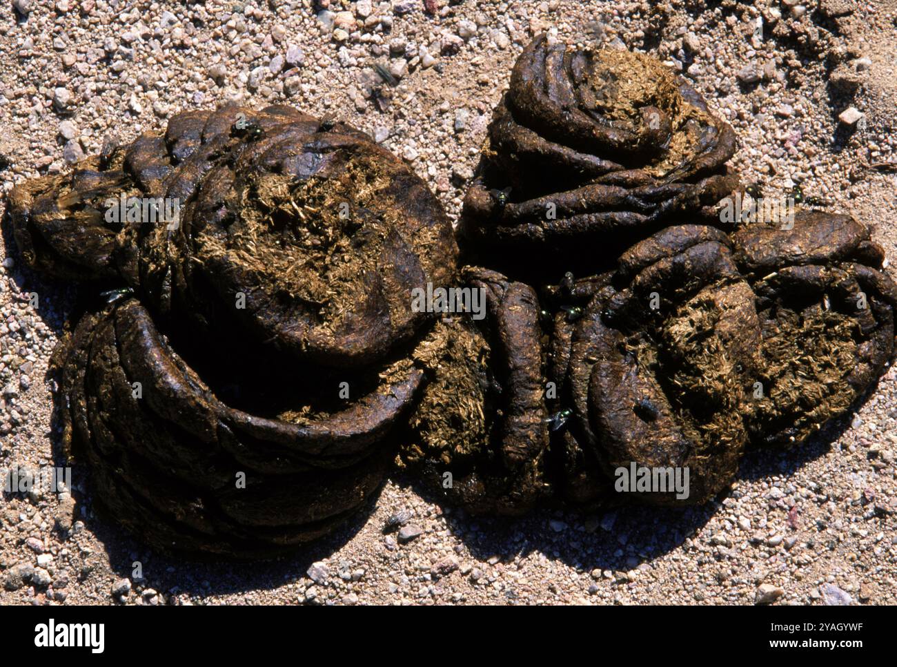 Cow pies hi-res stock photography and images - Alamy