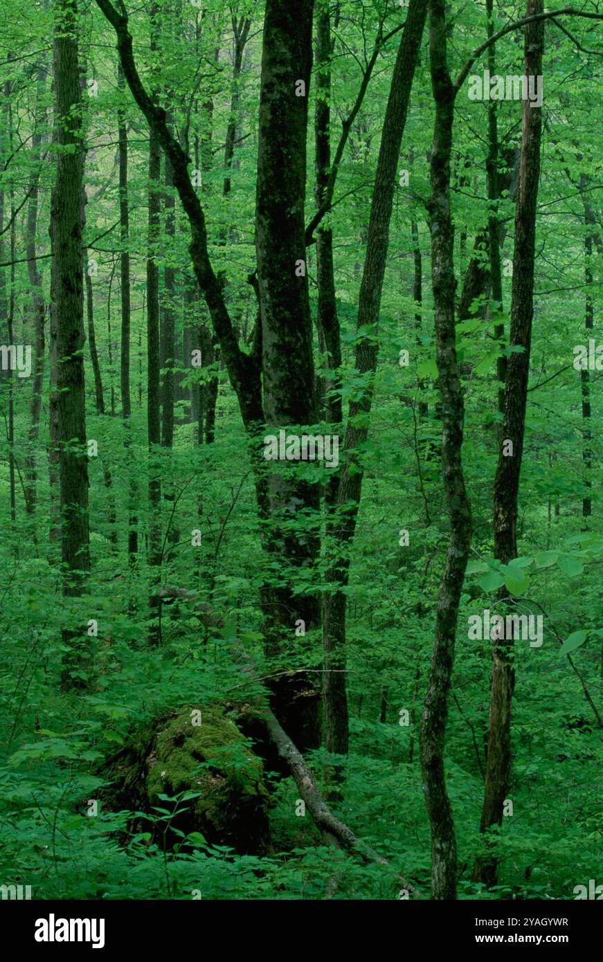 The Joyce Kilmer Memorial Forest, NC USA Stock Photo - Alamy