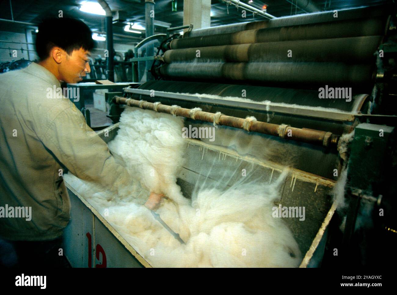 Cashmere factory raw fleece is processed in large machine by worker ...