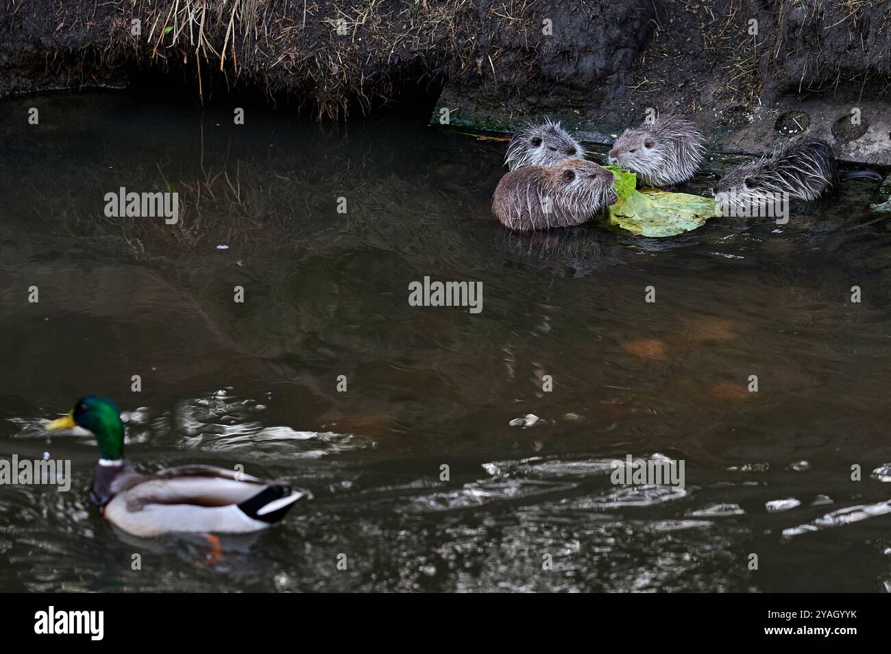 family of wild American nutria swimming in river. Parents and nutria ...