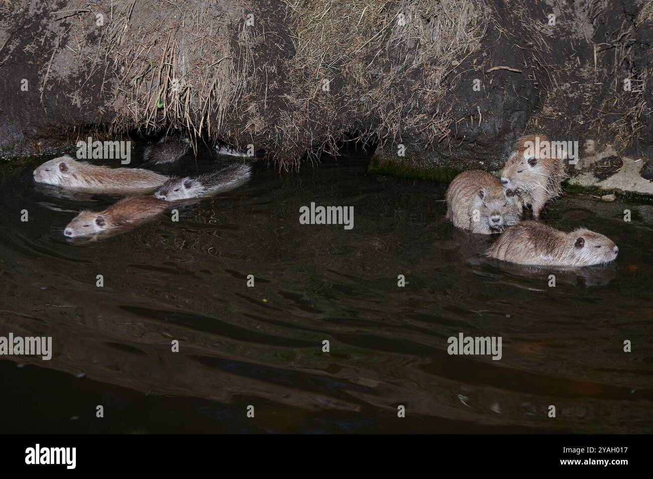 family of wild American nutria swimming in river. Parents and nutria ...