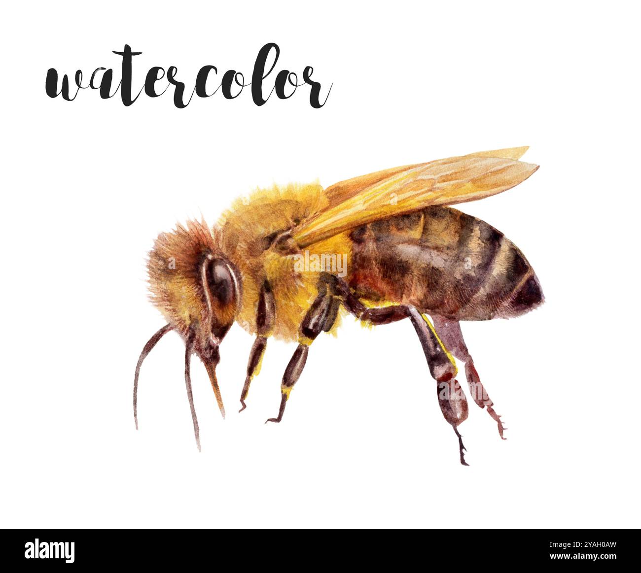 Hand-Painted Watercolor Bee Illustration Isolated On White Stock Photo ...