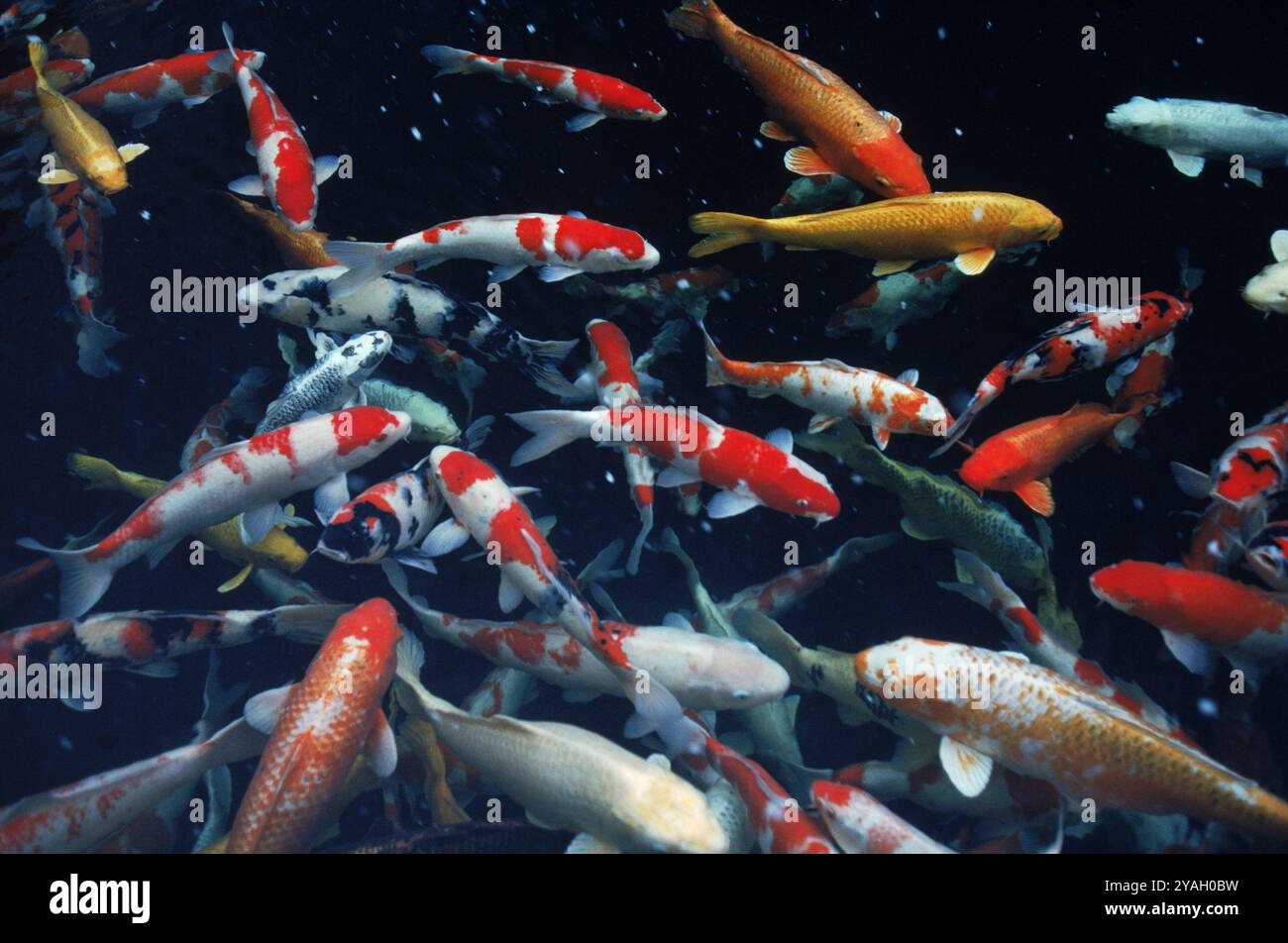 Japanese carp, Japan Stock Photo - Alamy