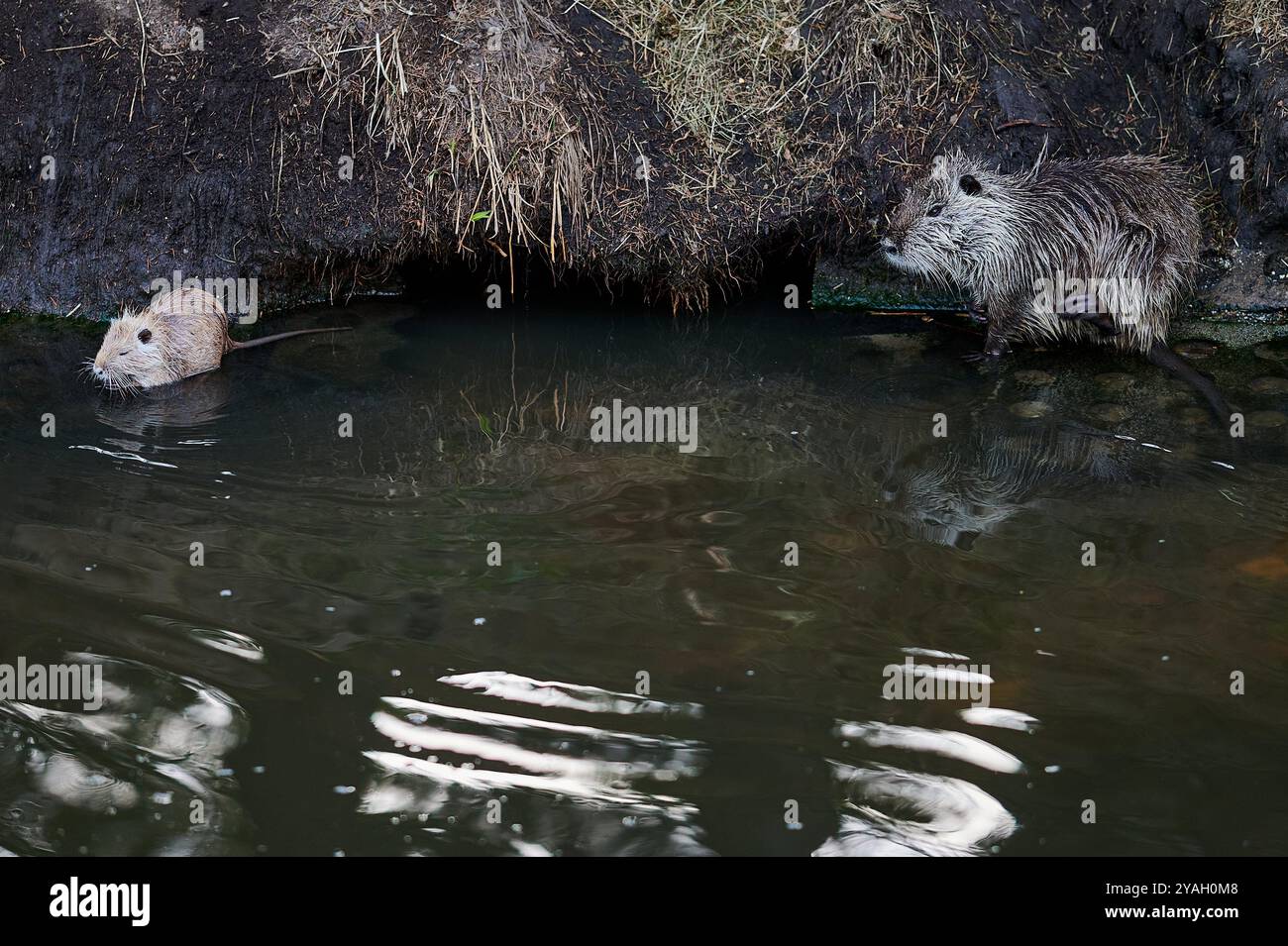 family of wild American nutria swimming in river. Parents and nutria ...