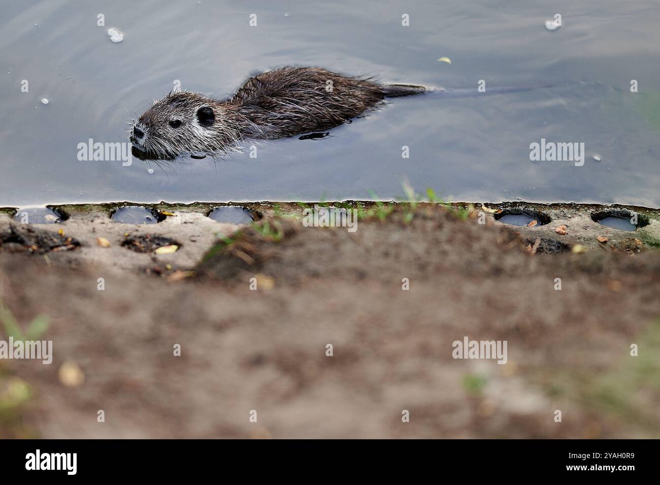 family of wild American nutria swimming in river Stock Photo - Alamy