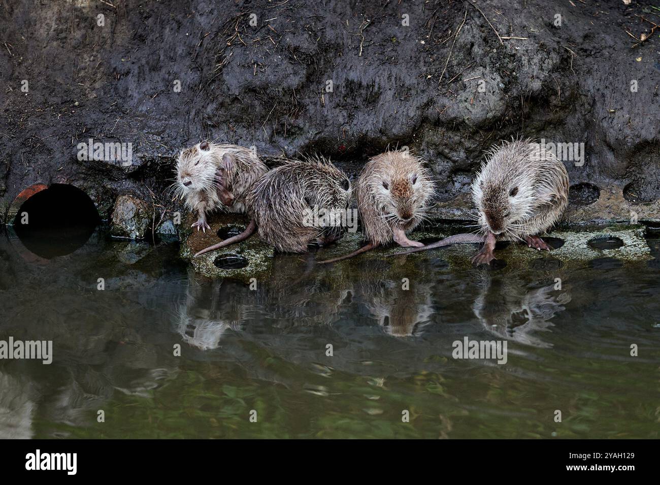 family of wild American nutria swimming in river. Parents and nutria ...