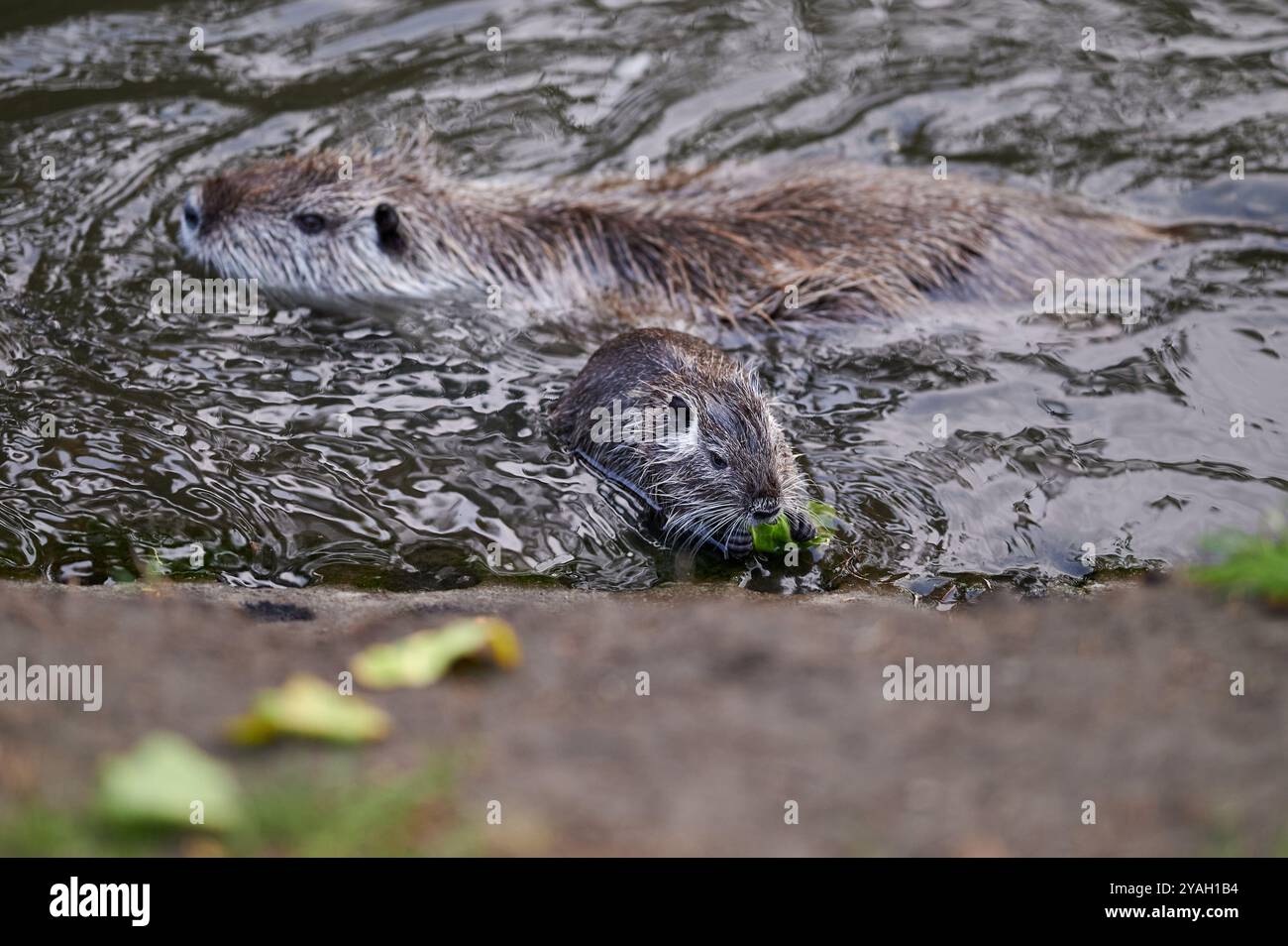 family of wild American nutria swimming in river. Parents and nutria ...