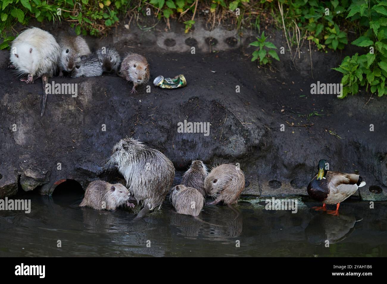 family of wild American nutria swimming in river. Parents and nutria ...