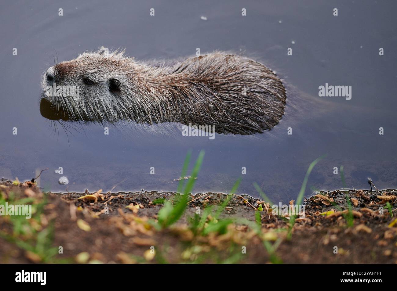 wild American nutria swimming in the river Stock Photo - Alamy