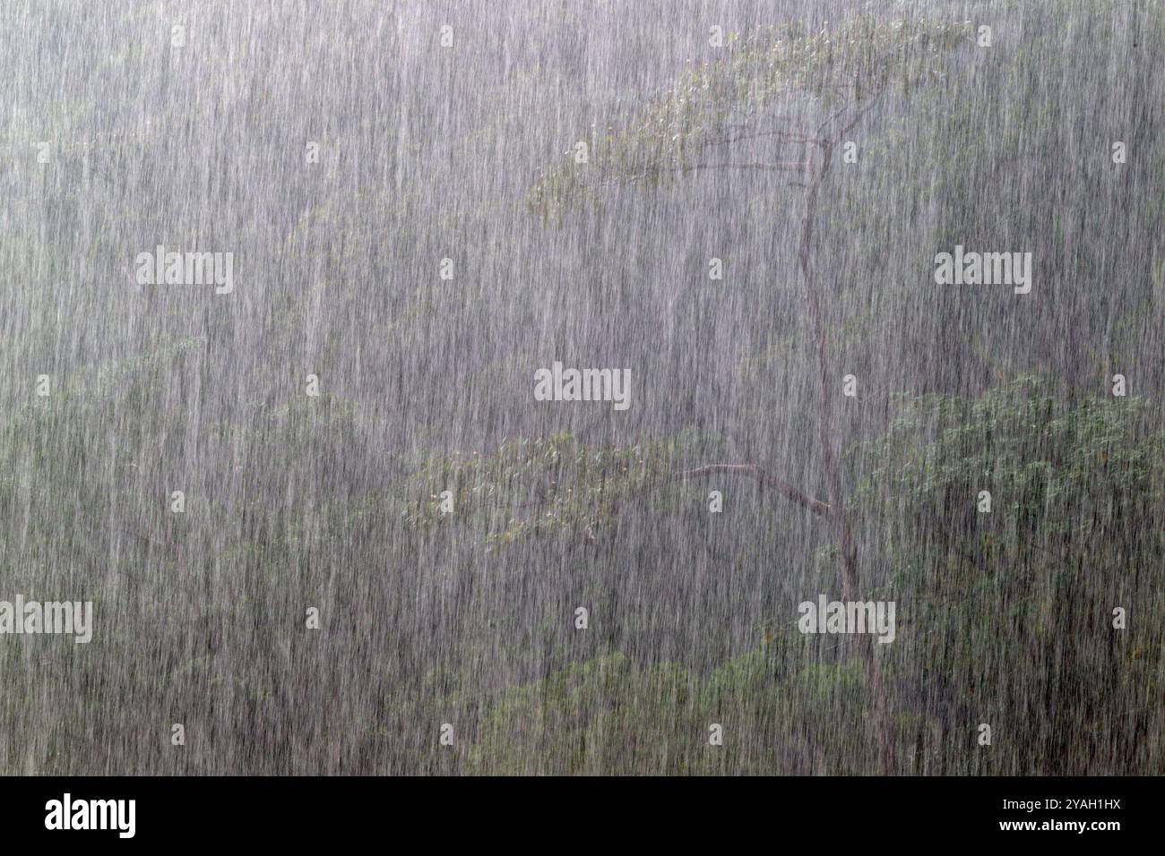 Heavy rain in rainforest vegetation near Papillote, Morne Trois Pitons ...
