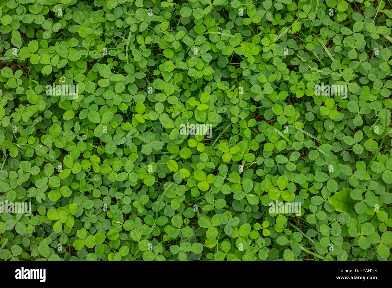 Natural clover leaves background hi-res stock photography and images ...