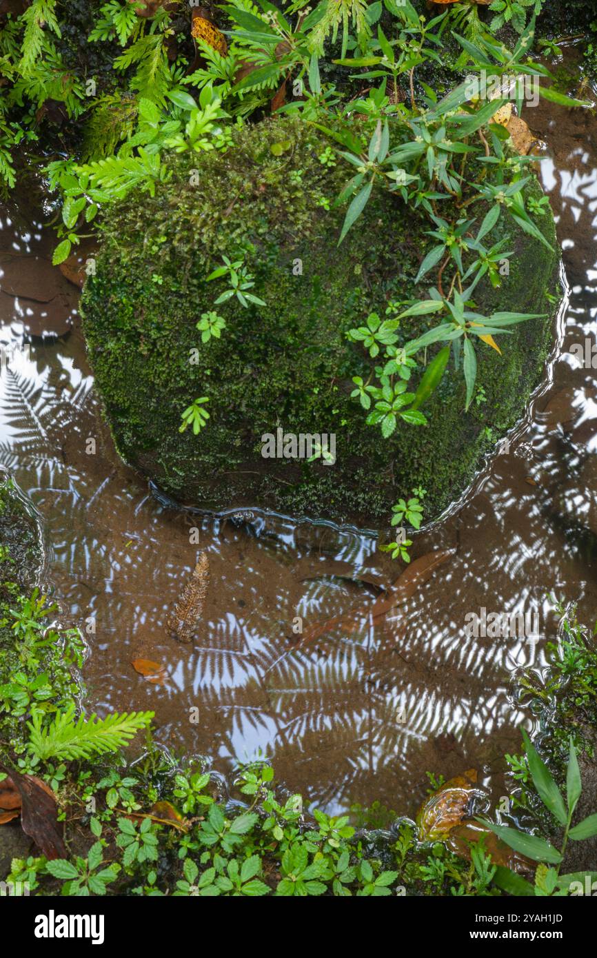 Titou gorge dominica hi-res stock photography and images - Alamy