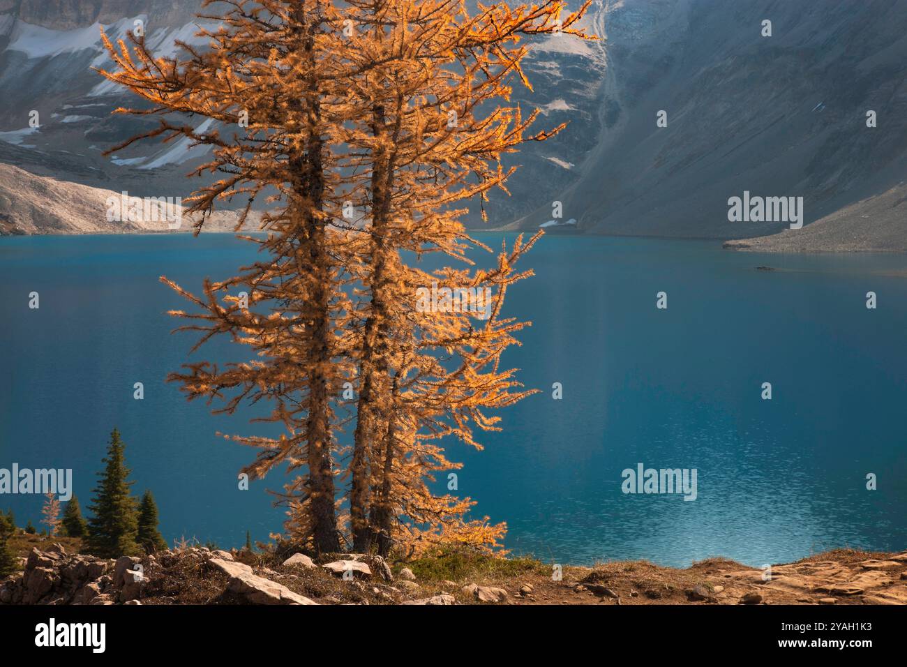 Lake McArthur, Yoho National Park, Canada Stock Photo - Alamy