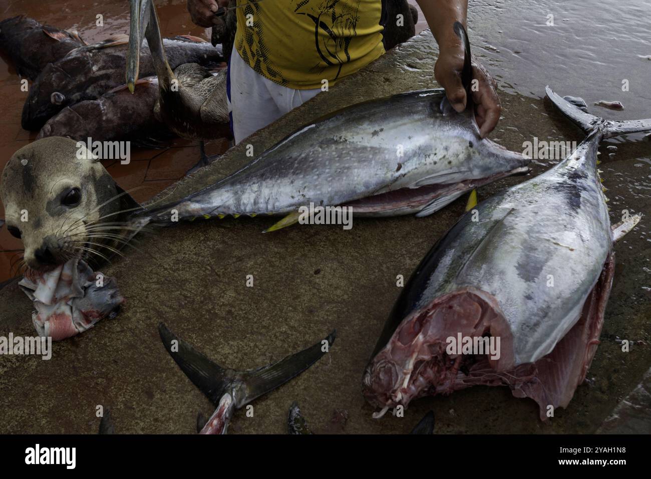 A Galapogas Sea Lion eats a scrap of tuna skin at the Fish Market in ...