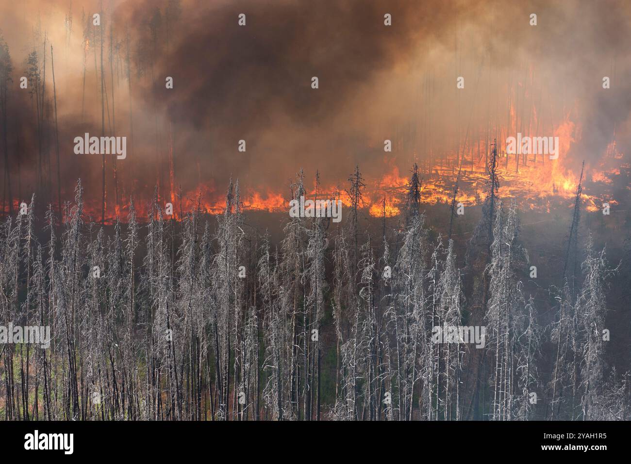 Experimental Fire in Beetlekill Forest, near Vandrhoof, Canada Stock ...
