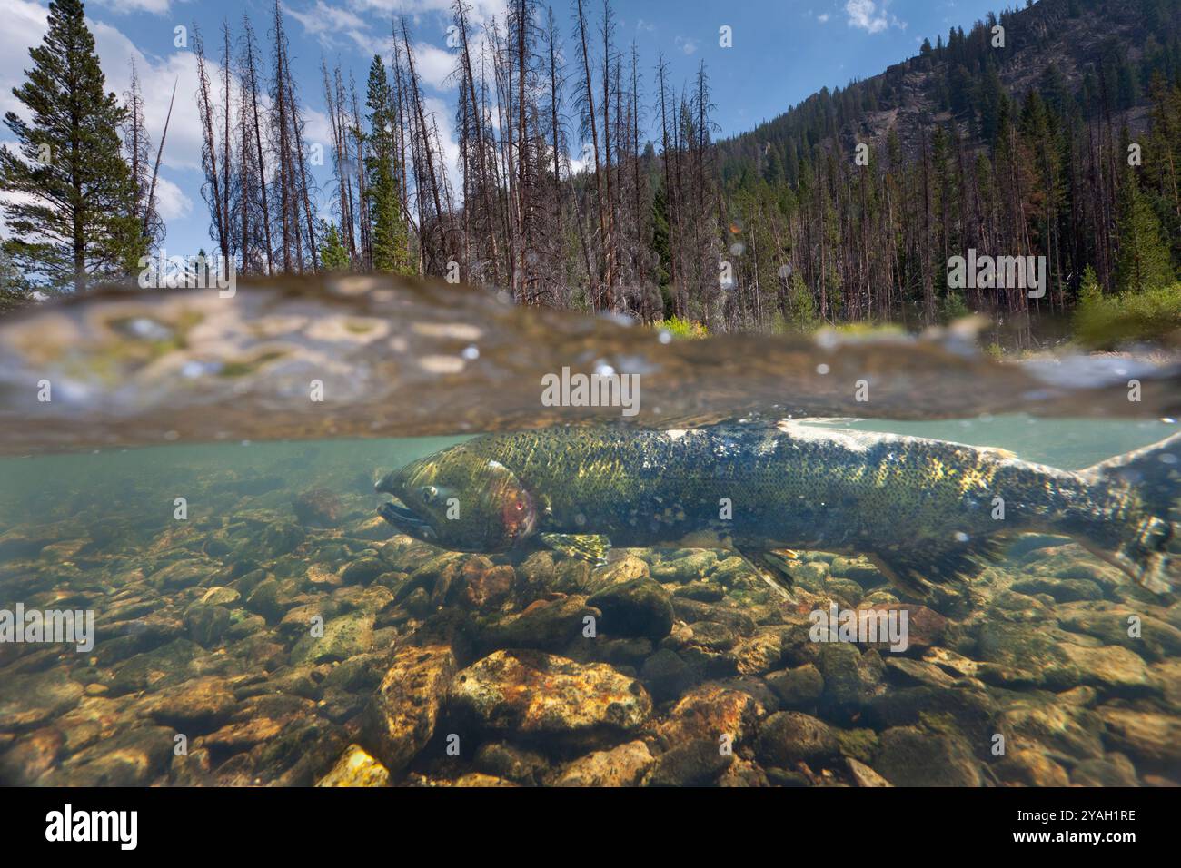 Chinook Salmon spawning in Little Yankee Fork of the Salmon River ...