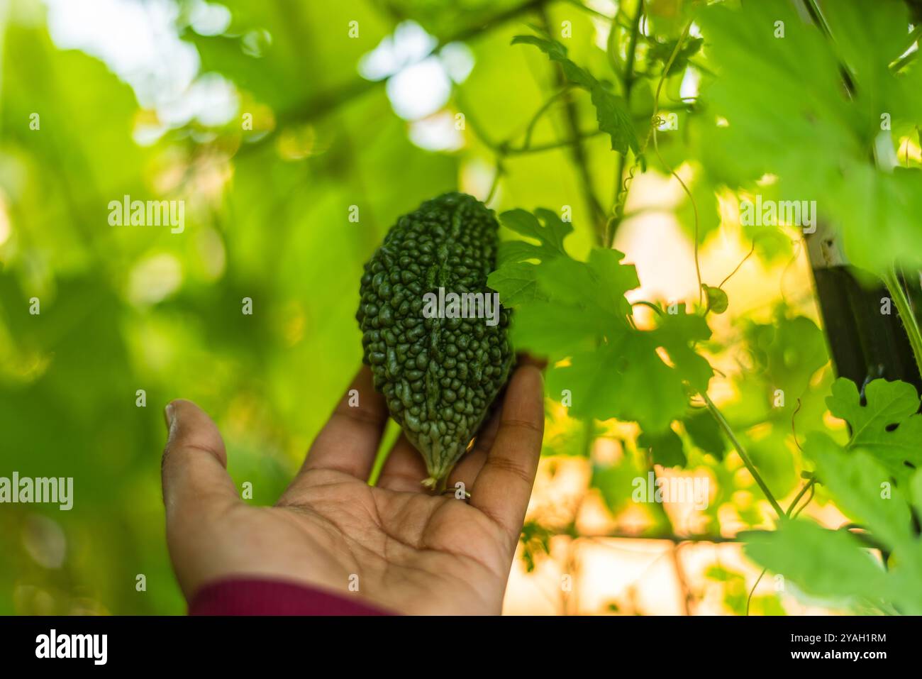 Hand holding melon hi-res stock photography and images - Alamy