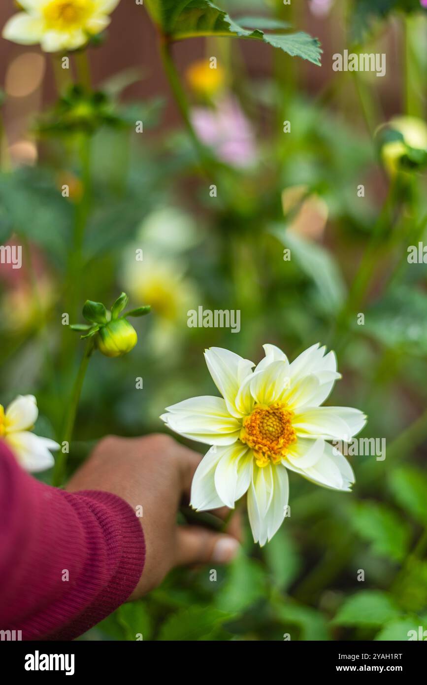 Women's hand gently holding a white dahlia flower in a garden Stock ...