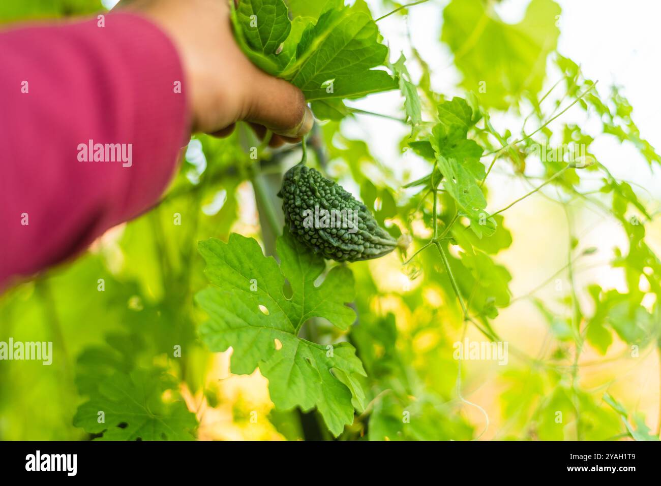 Hand picking a small, green bitter melon from a vine Stock Photo - Alamy