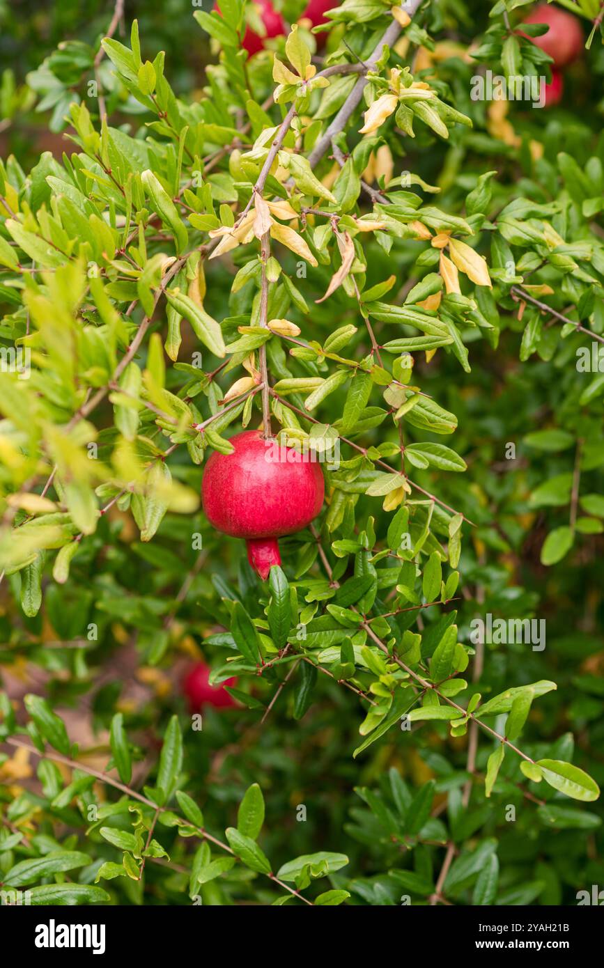 Pomegranate hanging on a tree Stock Photo - Alamy