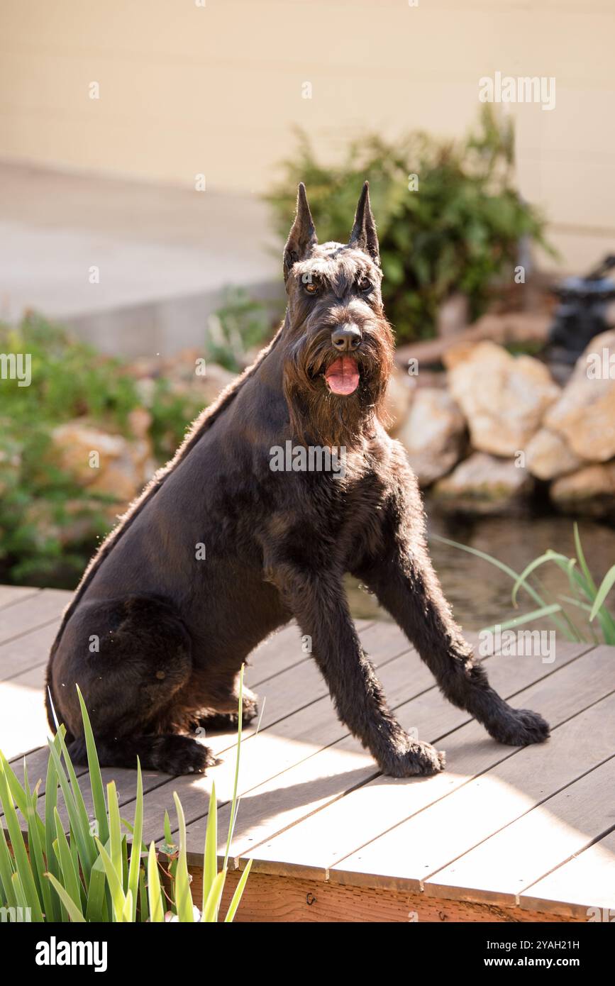 Giant Black Schnauzer dog sitting on a bridge Stock Photo - Alamy