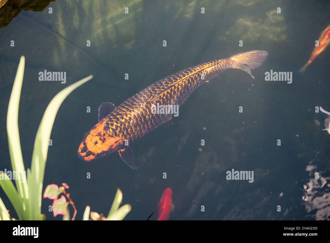 Gold and black koi fish swimming Stock Photo - Alamy