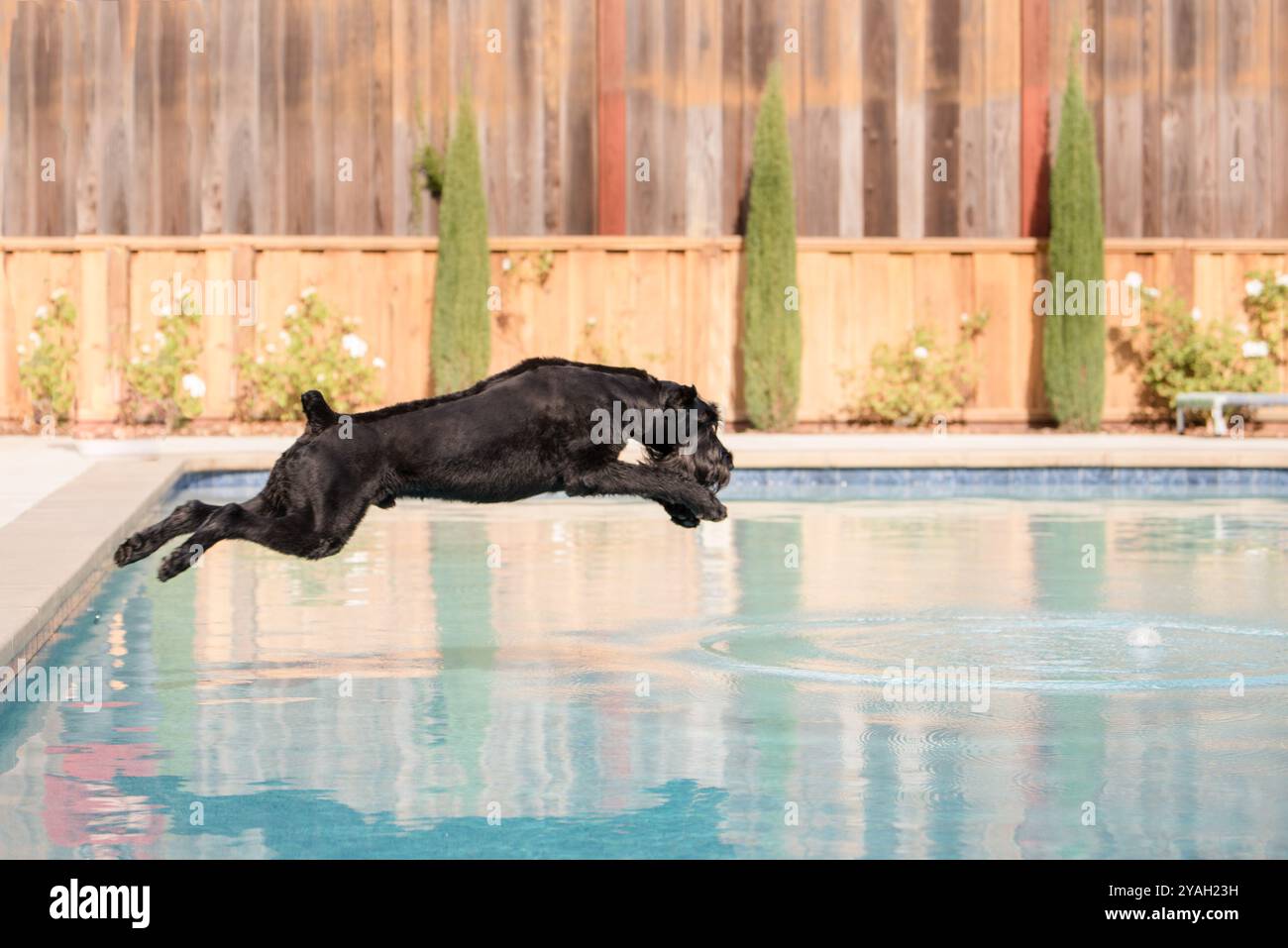 Male adult jumping pool hi-res stock photography and images - Alamy