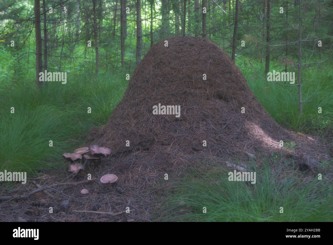 Anthill in the deep forest. Large anthill of red forest ants in the ...