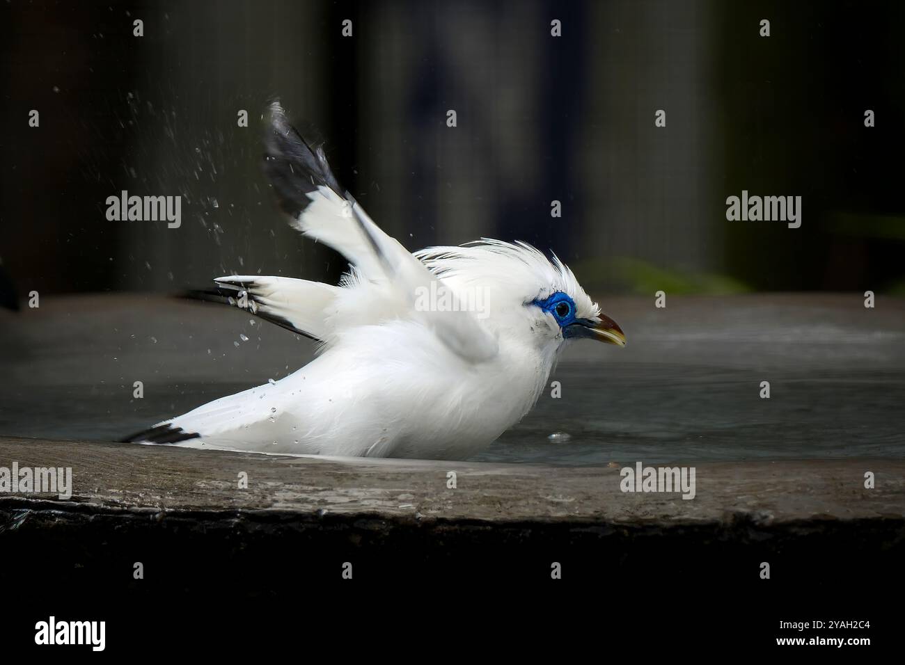 Bali myna, also known as Rothschild's mynah Stock Photo - Alamy