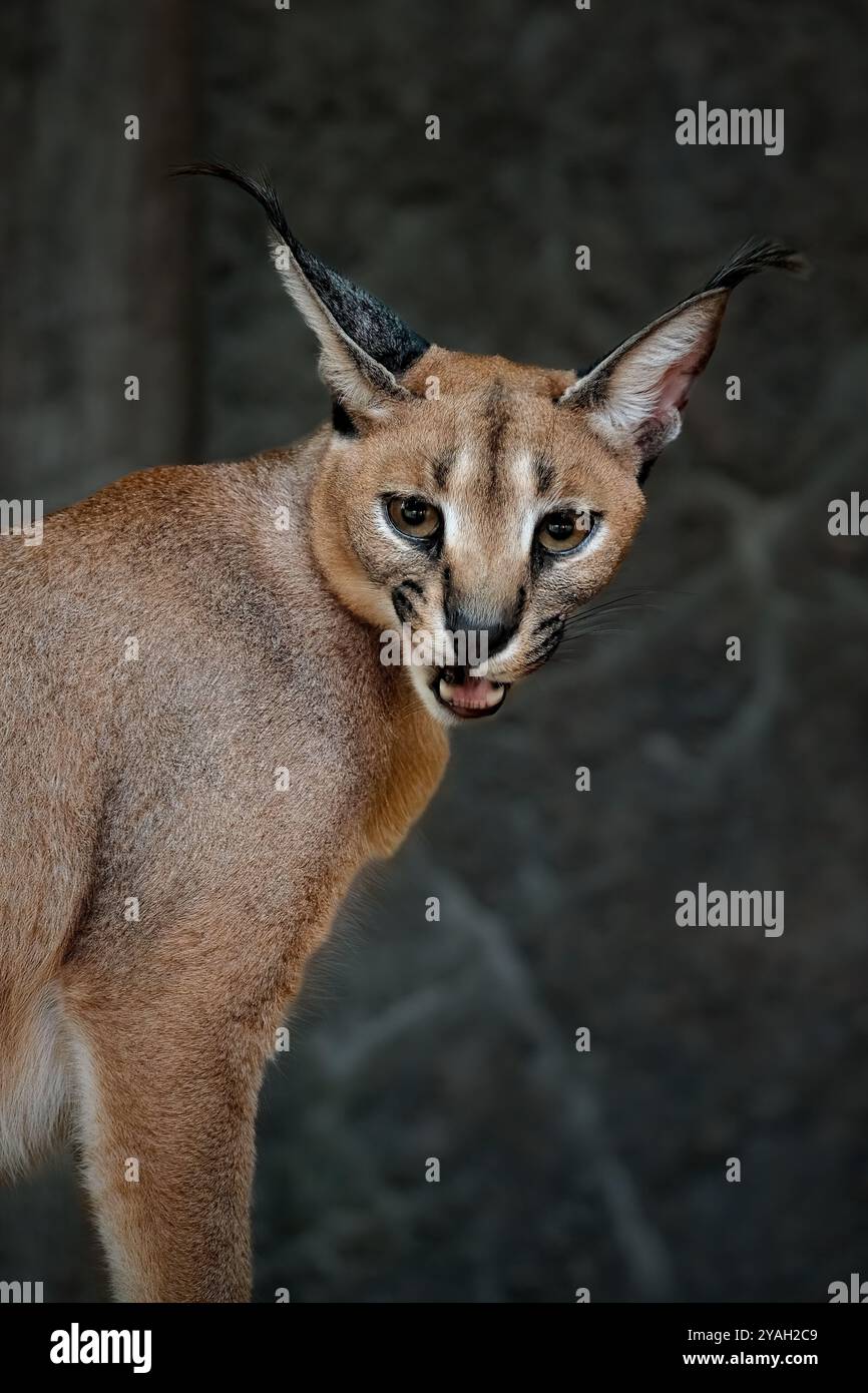 caracal predator of the cat family wild cat ears with tassels Stock ...