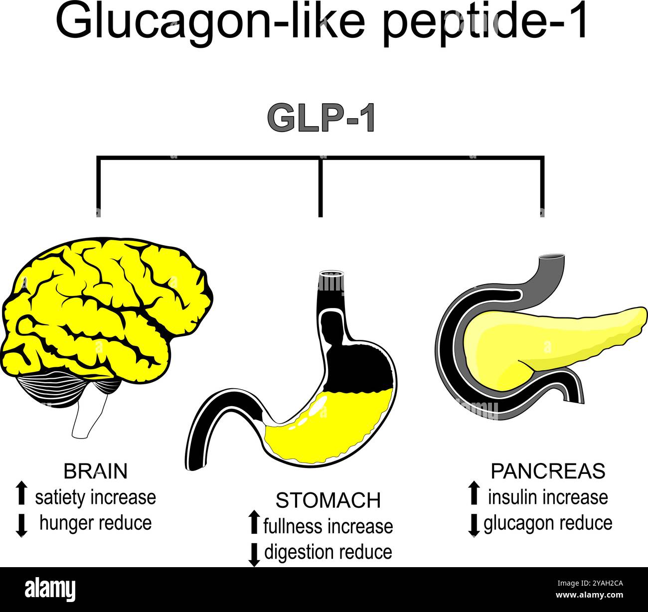 Glucagon-like peptide-1. Weight loss therapy. Bicolor flat illustration ...