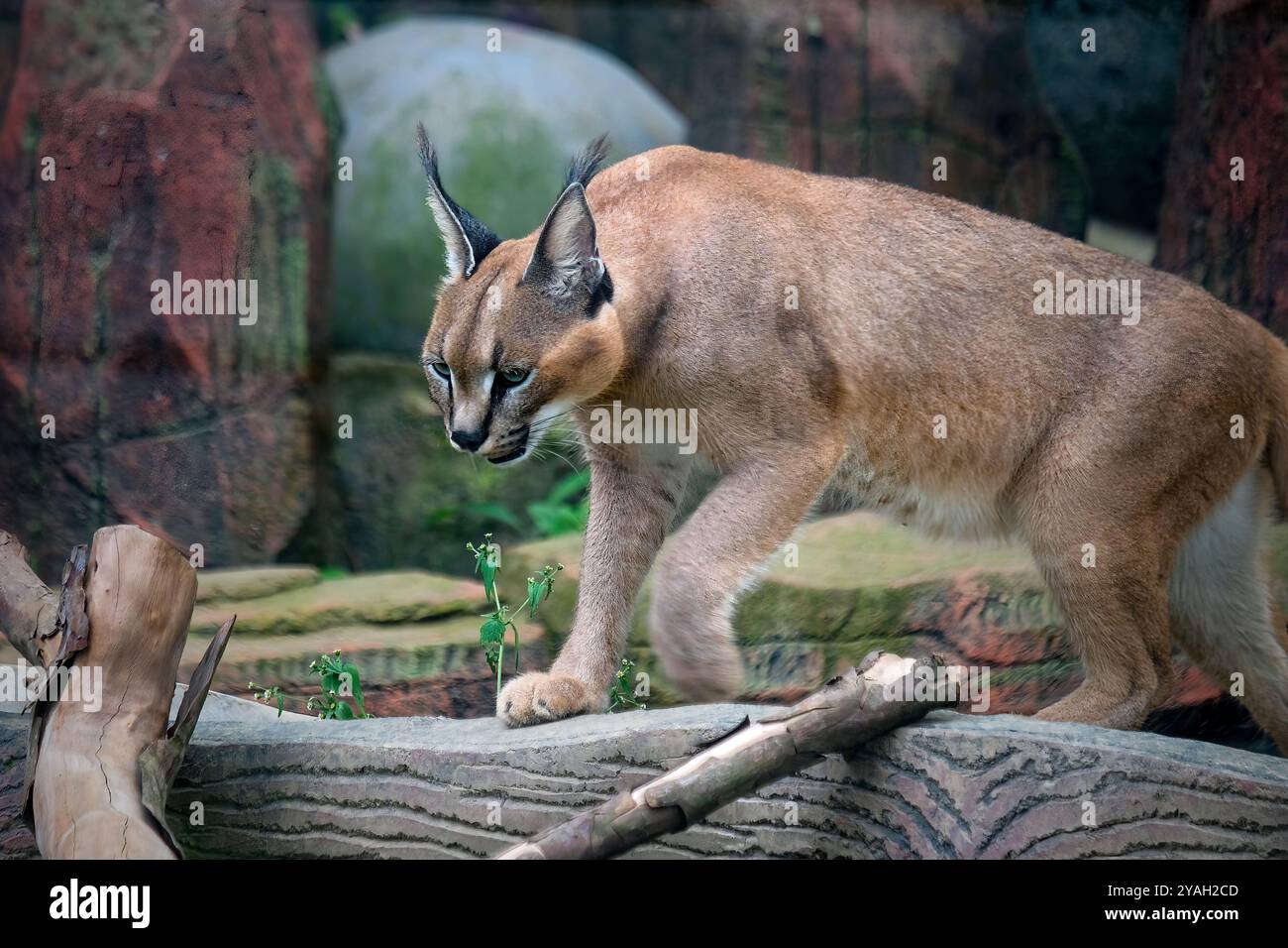 caracal predator of the cat family wild cat ears with tassels Stock ...