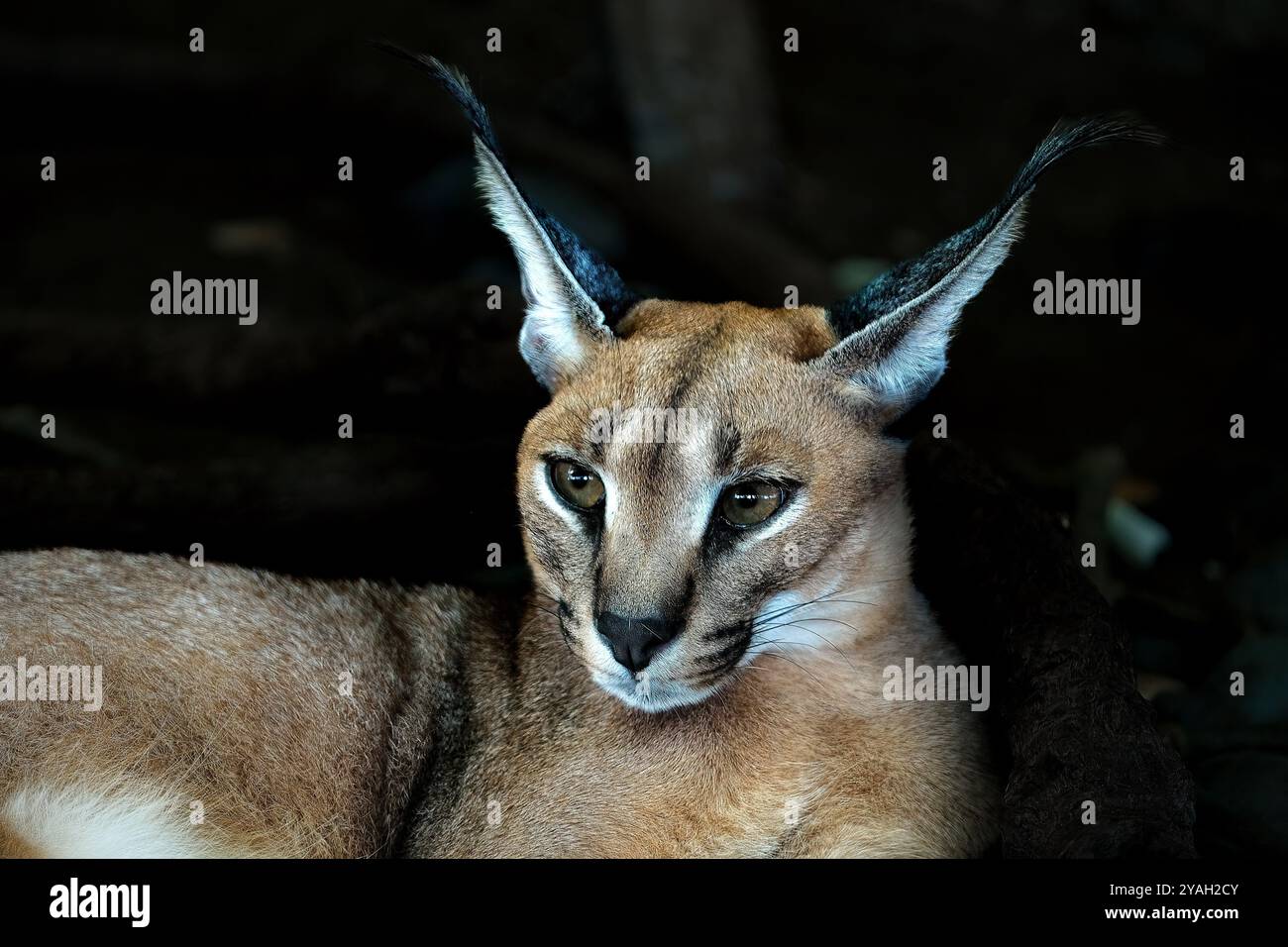 caracal predator of the cat family wild cat ears with tassels Stock ...