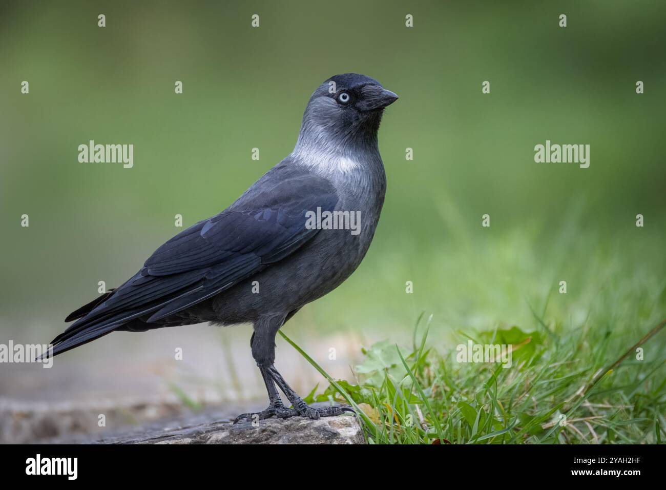 Jackdaw copyspace hi-res stock photography and images - Alamy