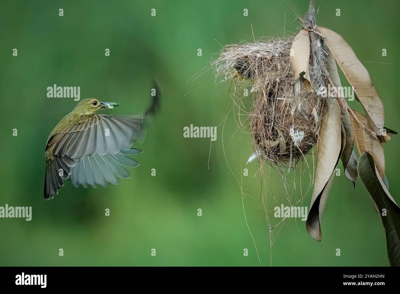 Yellow bellied sunbird feeding hi-res stock photography and images - Alamy