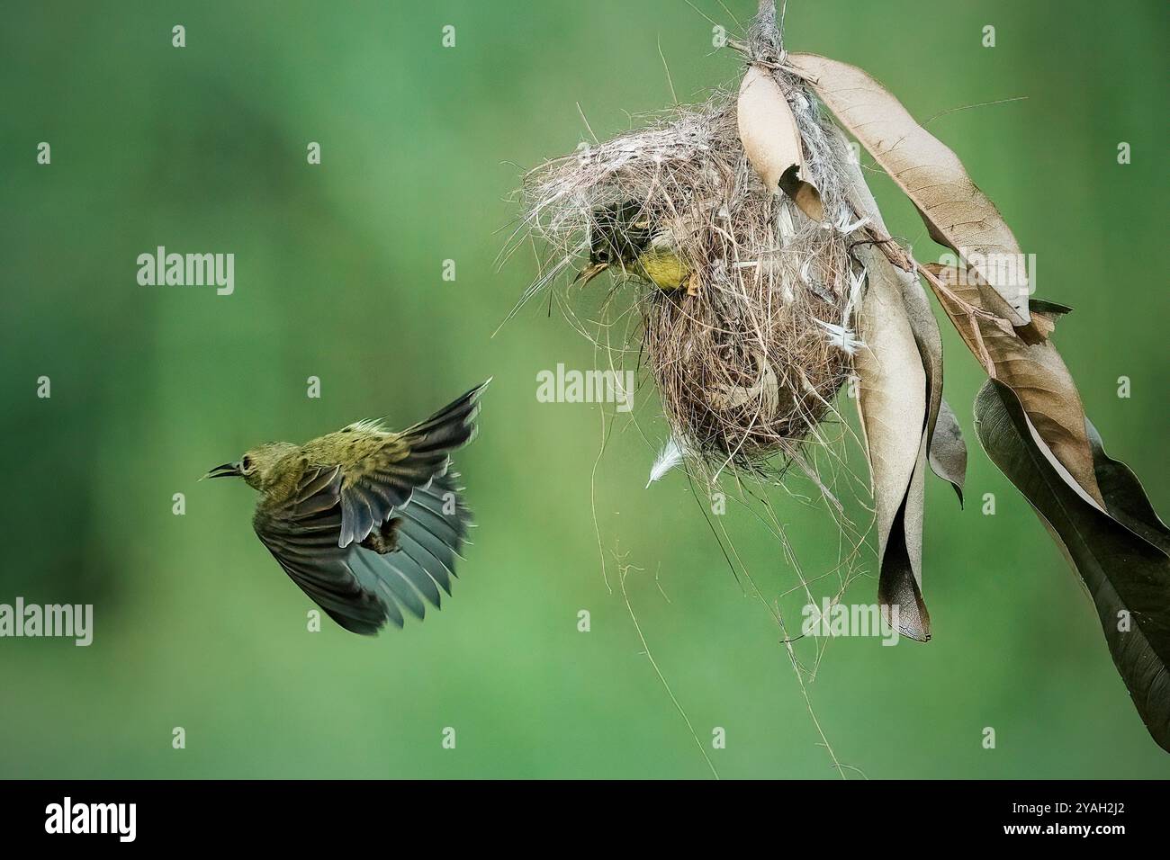 Female sunbird nest hi-res stock photography and images - Alamy