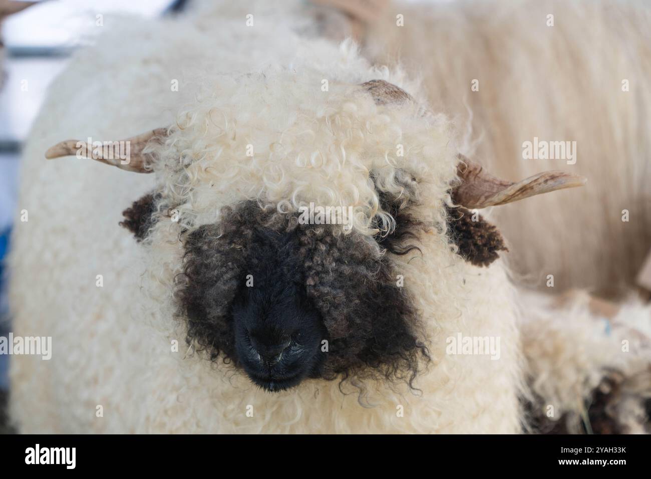 Woolly sheep horns horned hi-res stock photography and images - Alamy