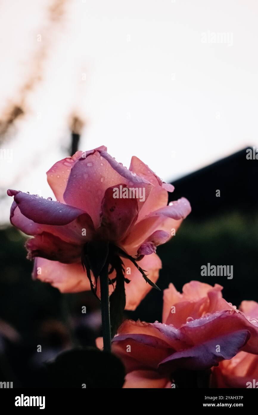 Rose leaves dew drops hi-res stock photography and images - Alamy