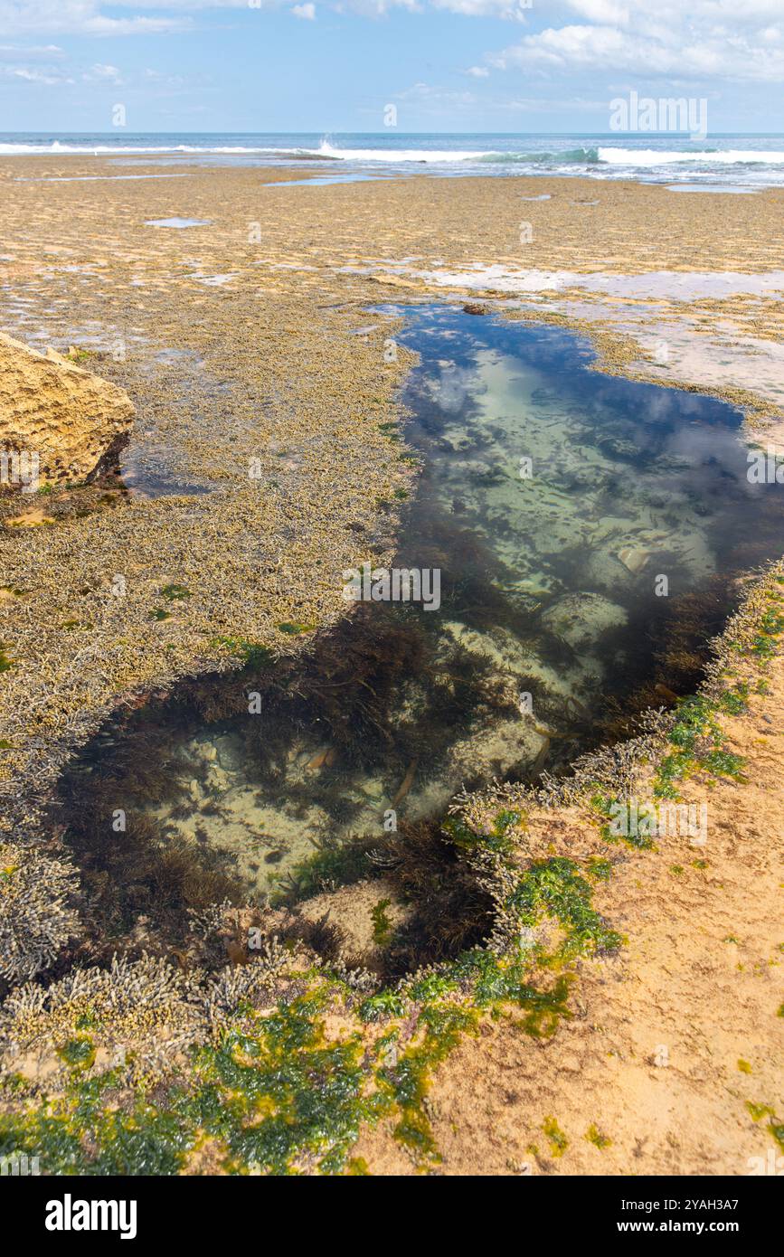 Rock pool seaweed marine life hi-res stock photography and images - Alamy