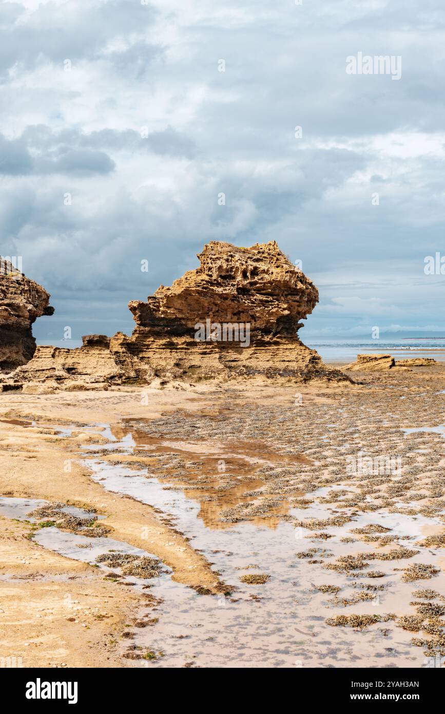 Rugged rock formation on seaweed algae-covered shoreline at low tide ...