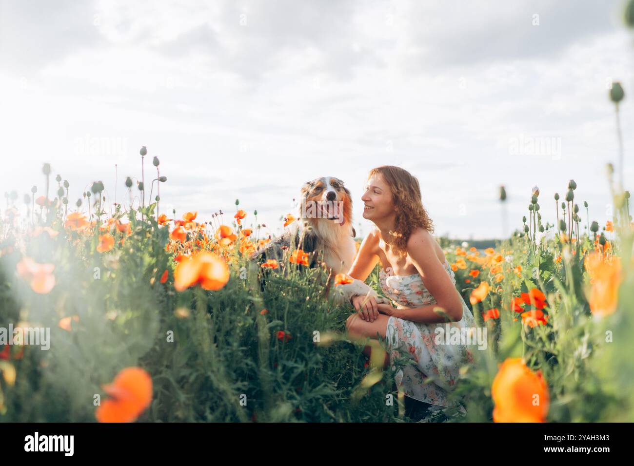woman enjoying with her australian shepherd dog in a poppy field Stock ...