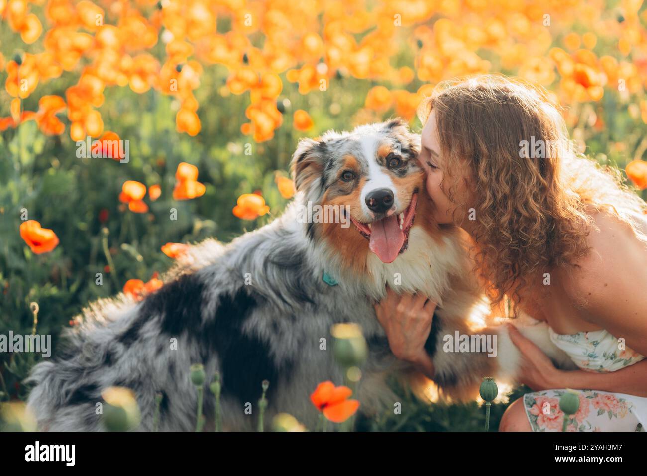 vibrant poppy field a young woman shares with her dog Stock Photo - Alamy